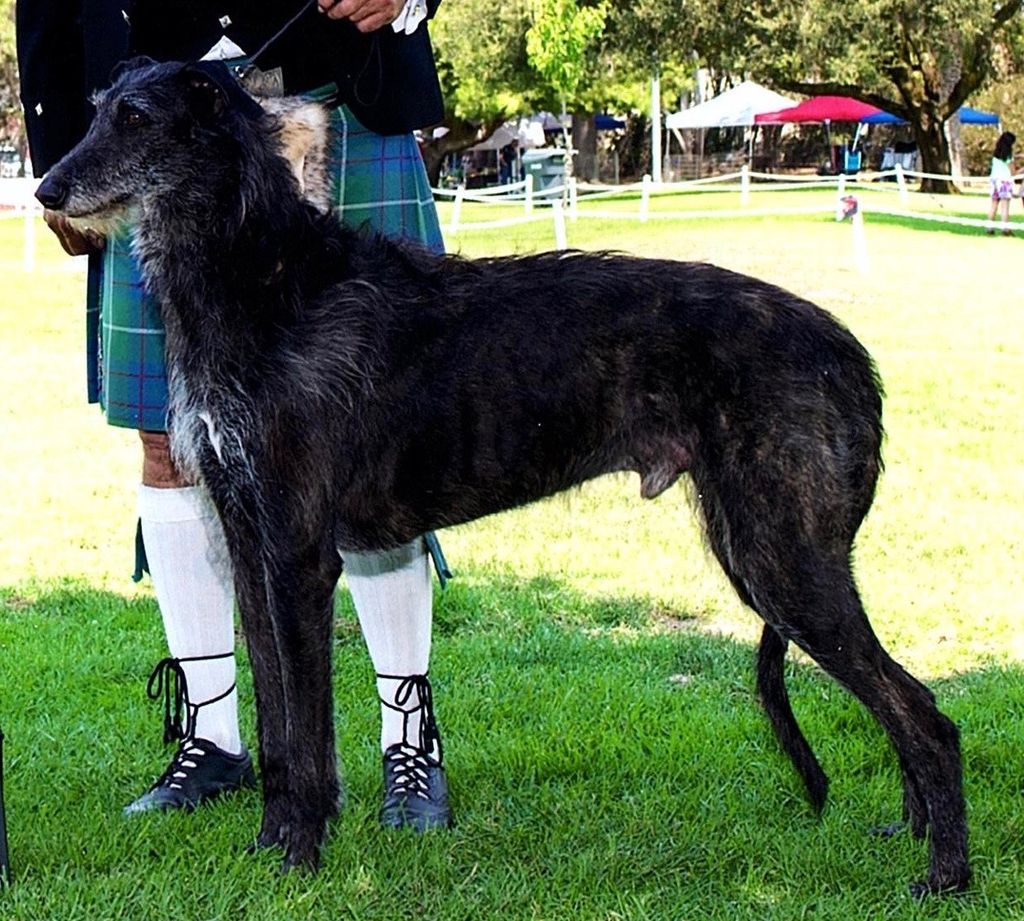 Deerhound - The Breed Archive