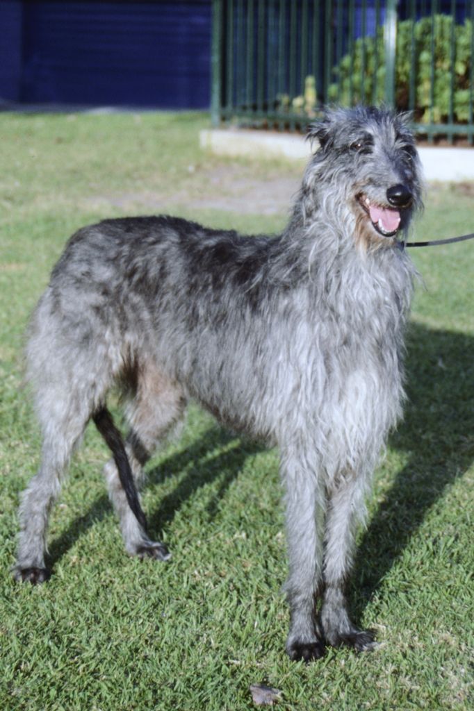 Deerhound - The Breed Archive