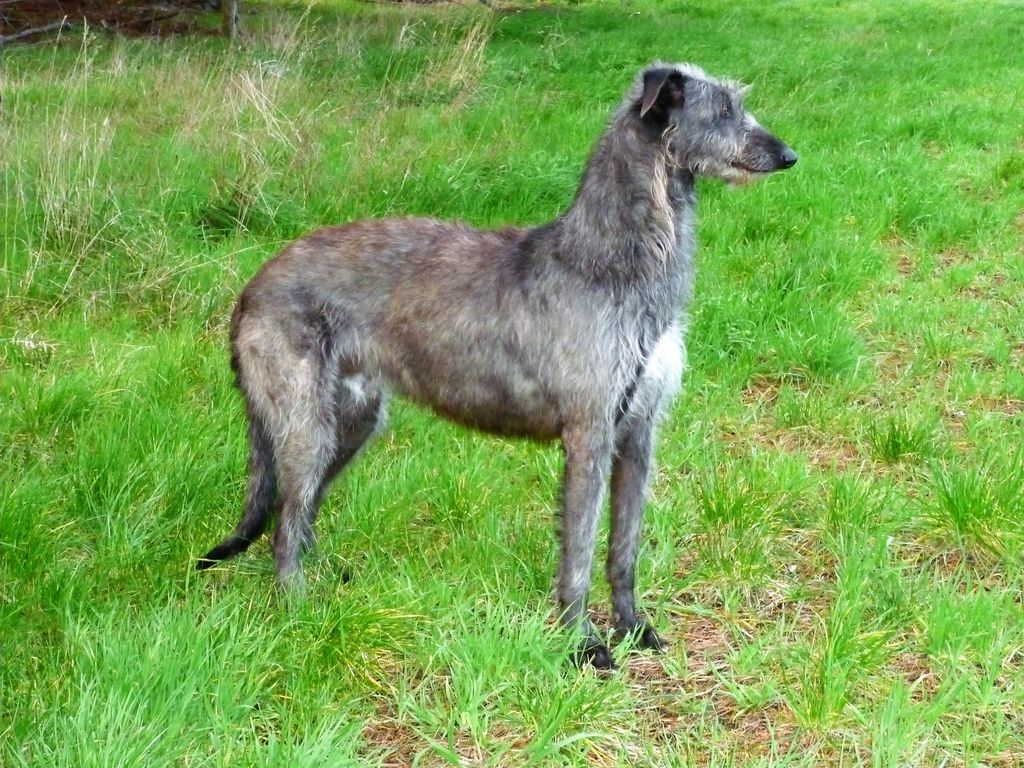 Deerhound - The Breed Archive