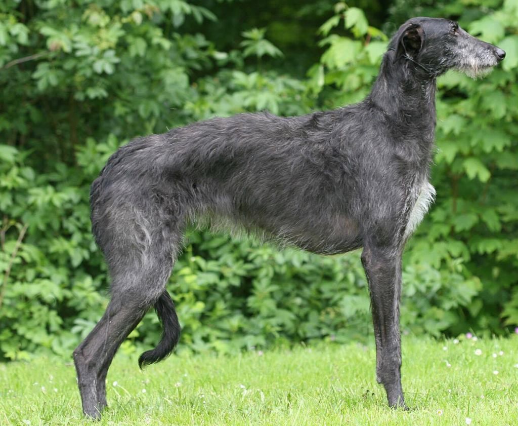 Deerhound - The Breed Archive