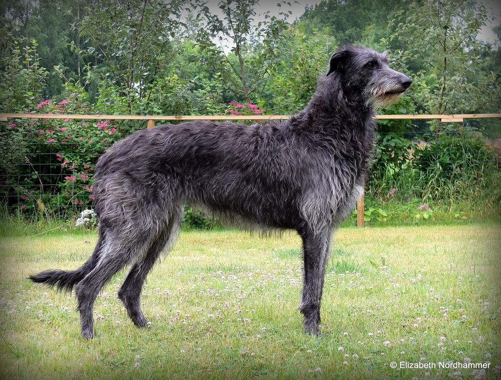 Deerhound - The Breed Archive
