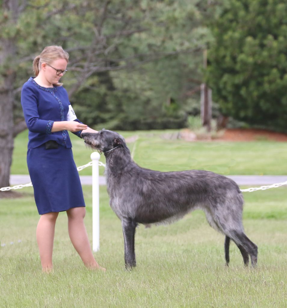 Deerhound - The Breed Archive