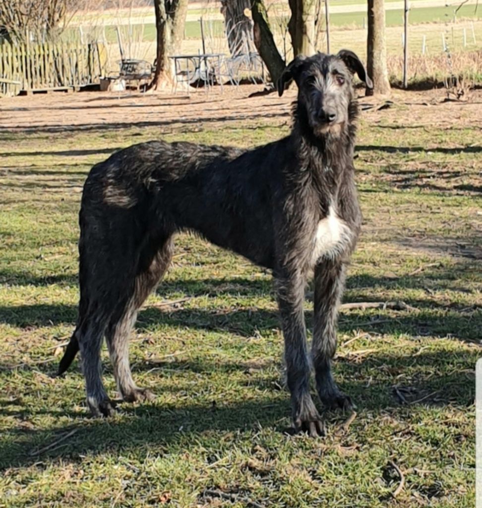 Deerhound - The Breed Archive