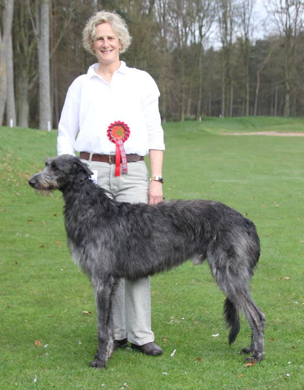 Deerhound - The Breed Archive