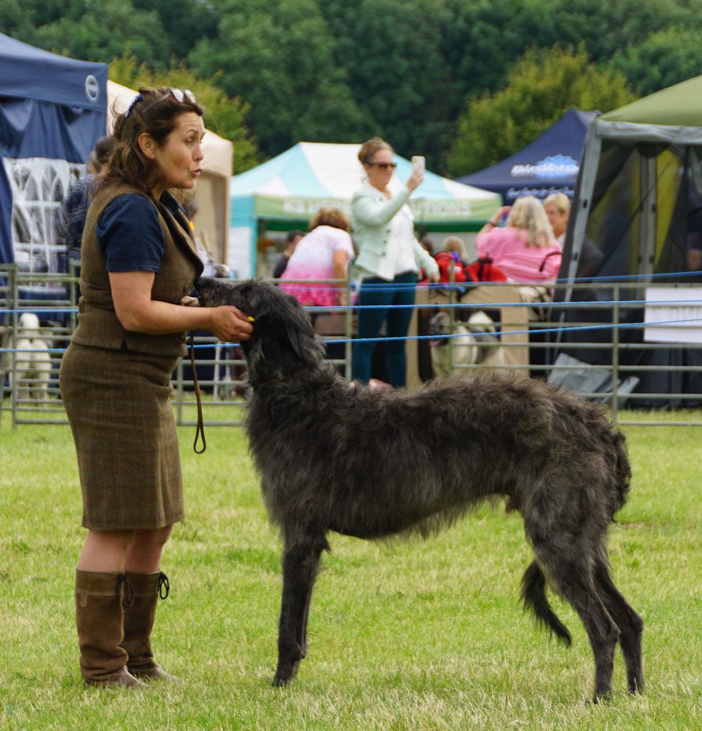 Deerhound - The Breed Archive